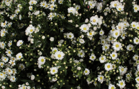 Artiflora – Floreria