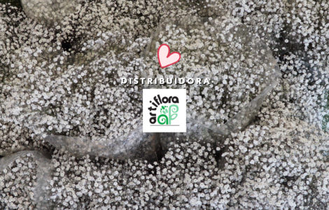 Artiflora – Floreria